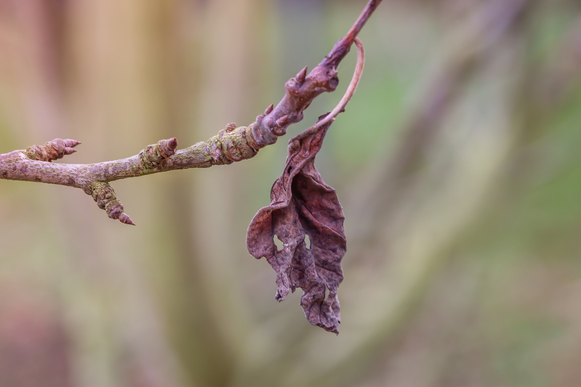 Trimming faded flowers in your garden is crutial for regrowth